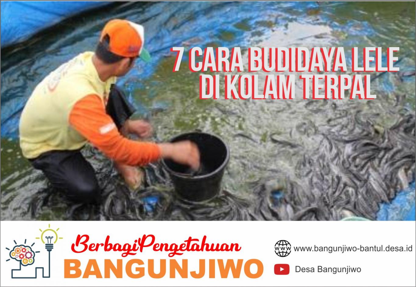 7 Cara Budidaya Lele di Kolam Terpal untuk Pemula - Website Kalurahan ...