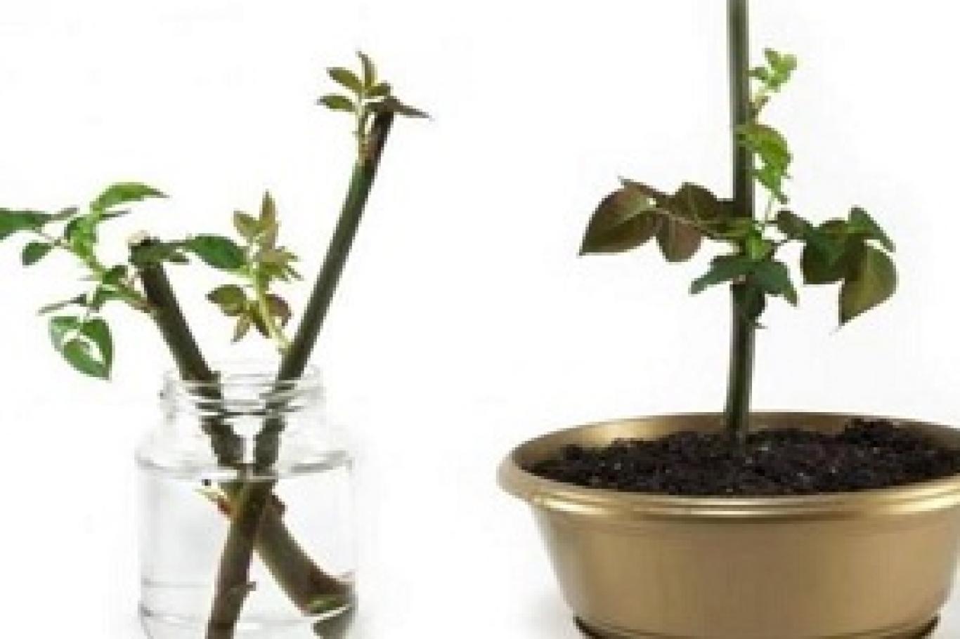 4 Cara Stek Tanaman Buah Paling Mudah - Website Kalurahan Bangunjiwo