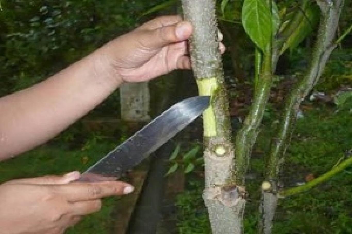 4 Cara Stek Tanaman Buah Paling Mudah - Website Kalurahan Bangunjiwo