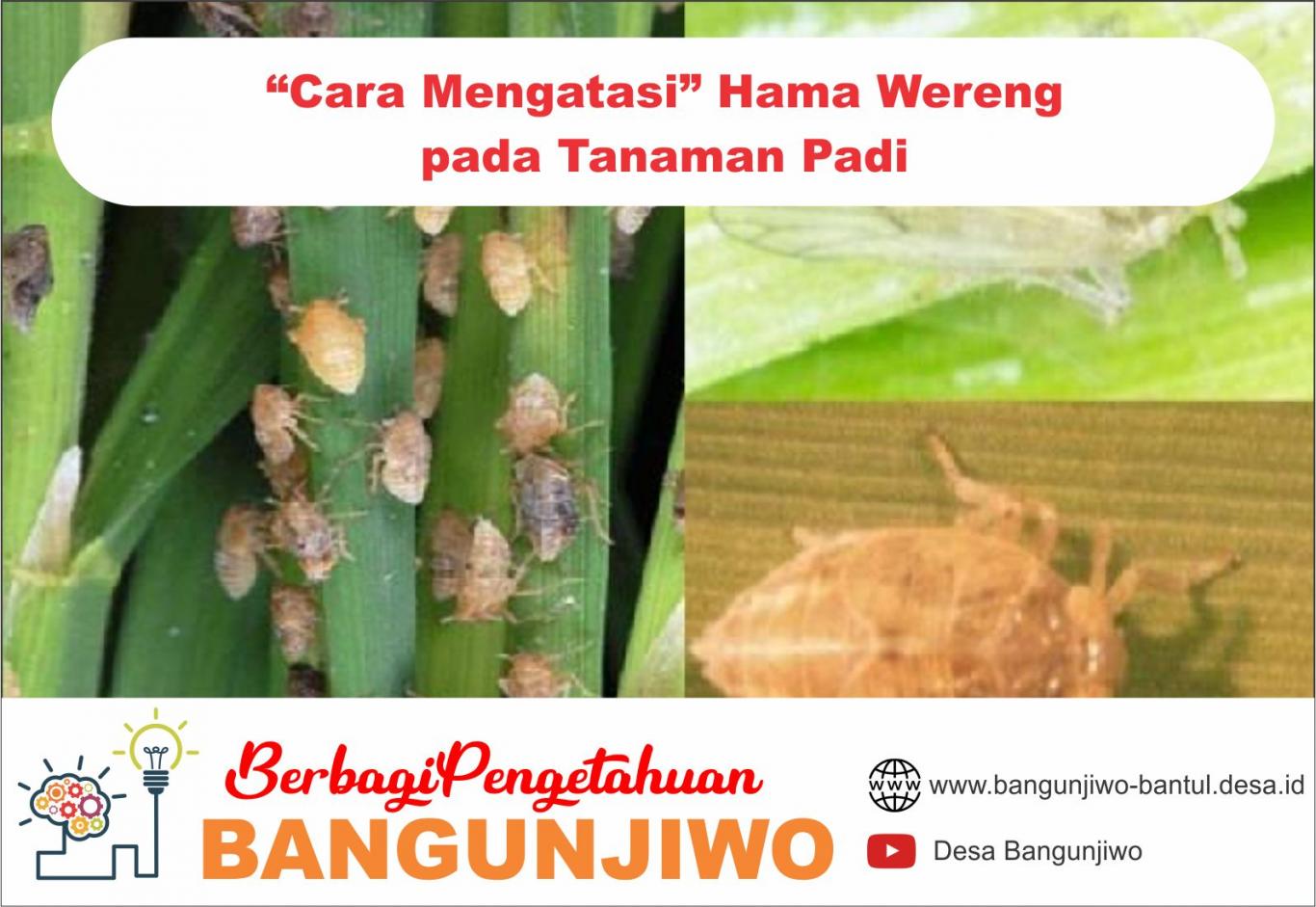 Cara Mengatasi Hama Wereng pada Tanaman Padi - Website Kalurahan Bangunjiwo