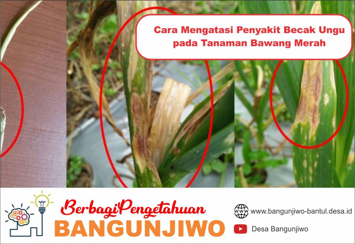 Cara Mengatasi Penyakit Becak Ungu pada Tanaman Bawang Merah - Website ...