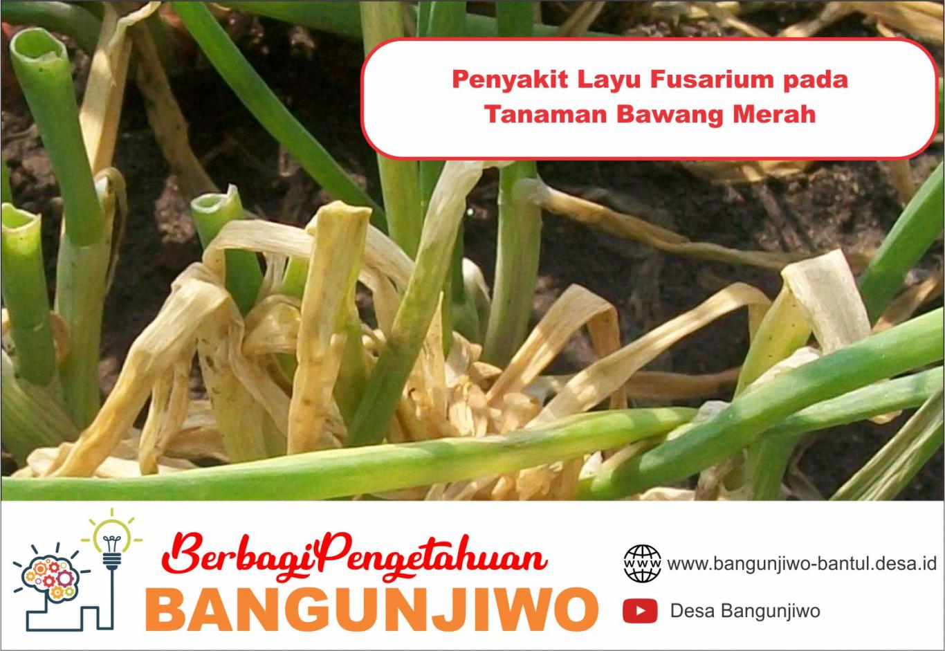 Cara Mengatasi Penyakit Layu Fusarium pada Tanaman Bawang Merah ...