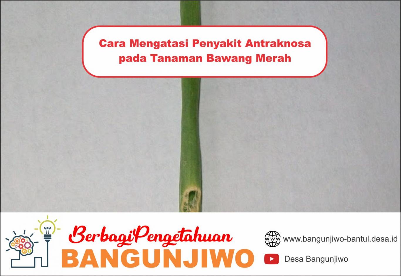 Cara Mengatasi Penyakit Antraknosa pada Tanaman Bawang Merah - Website ...